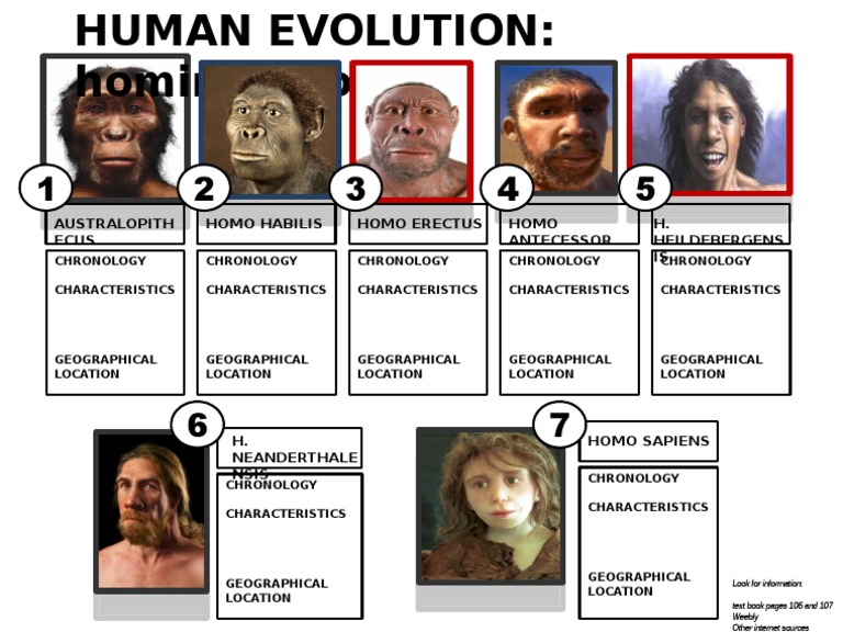 Homo Erectus Evolution Chart