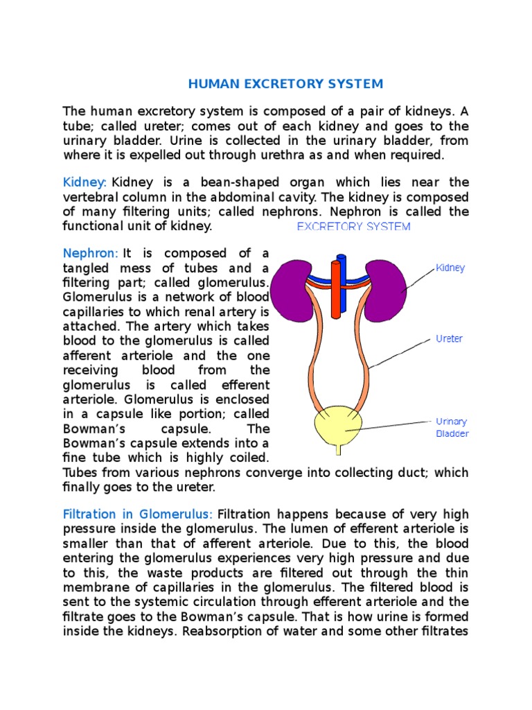 Overview of the Human Excretory System | PDF