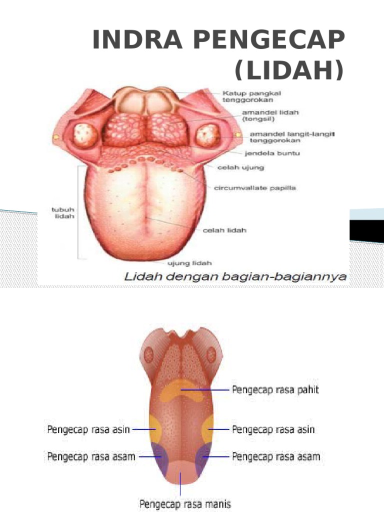 Indra Pengecap | PDF | Pengembangan Diri