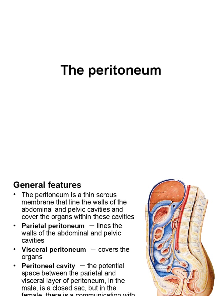 Anatomy of Peritoneum | PDF | Lymphatic System | Peritoneum
