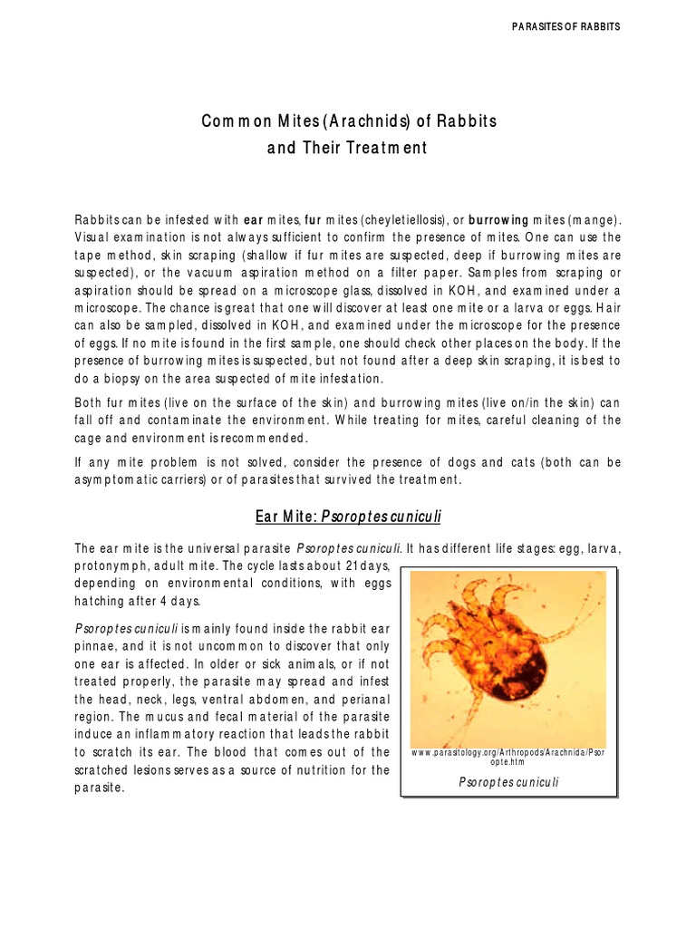 Common Mites (Arachnids) of Rabbits Common Mites (Arachnids) of Rabbits ...