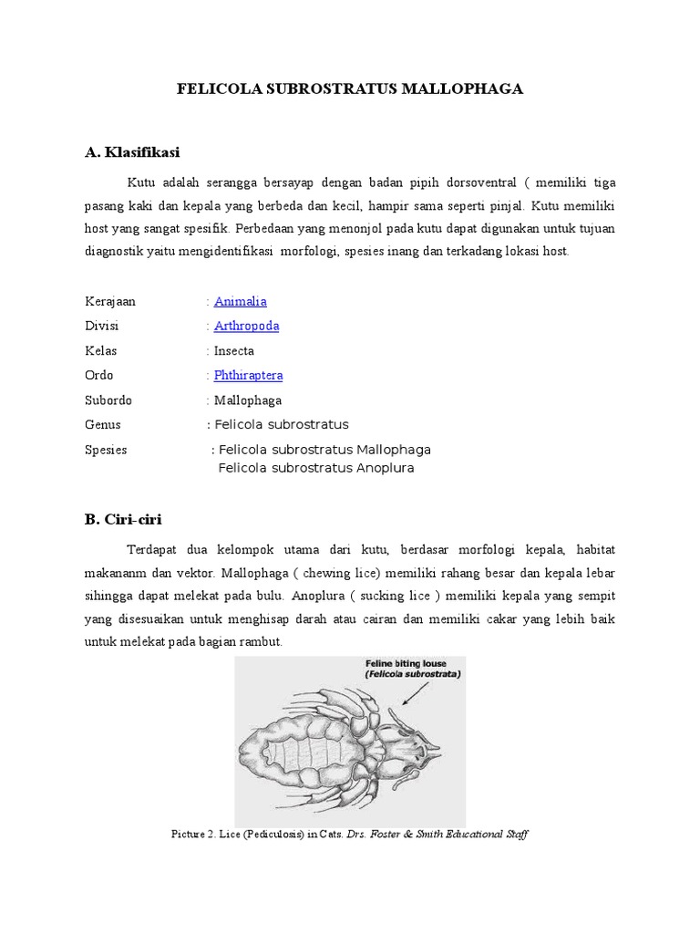Hidayah (Felicola Subrostratus Mallophaga) | PDF