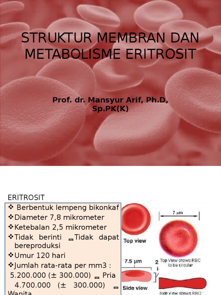 Struktur Membran Dan Metabolisme Eritrosit OK | PDF