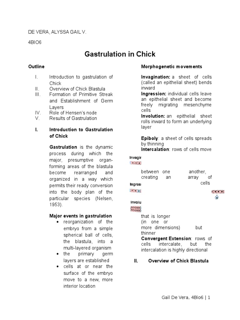 Chick Gastrulation | PDF | Developmental Biology | Zoology