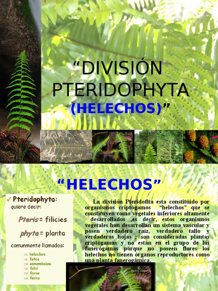 Division Pteridophyta (Helechos y Equisetos) | PDF