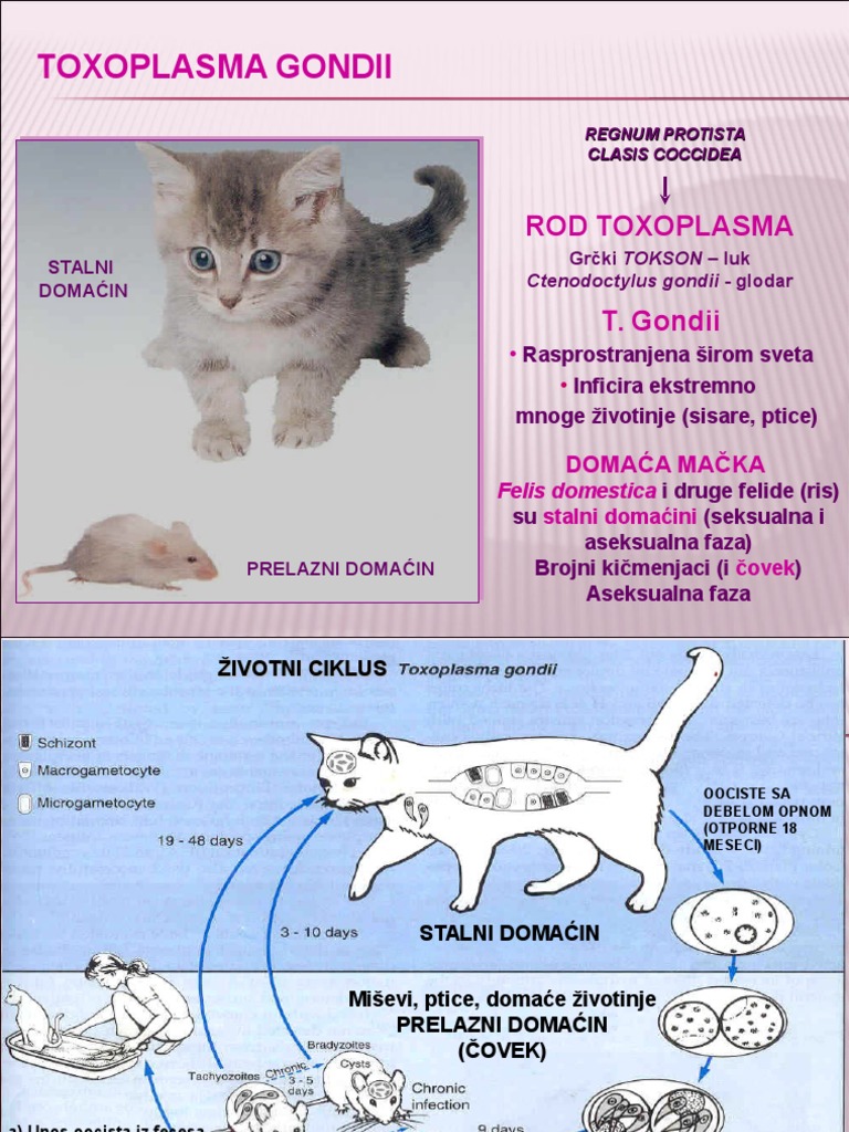 03 Toksoplazmoza | PDF