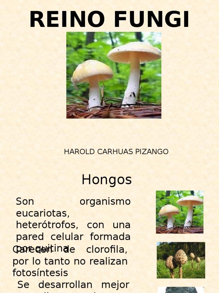 Reino Fungi | PDF | Espora | Hongo