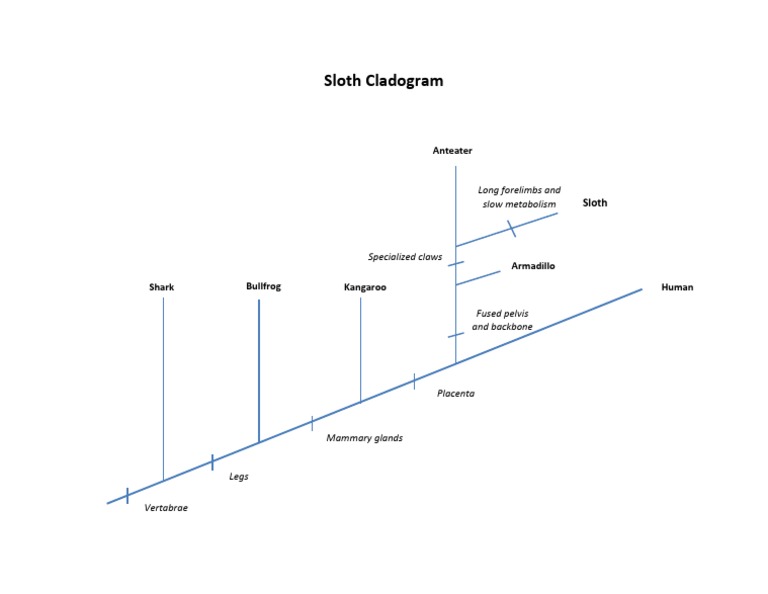 Sloth Cladogram | PDF | Nature
