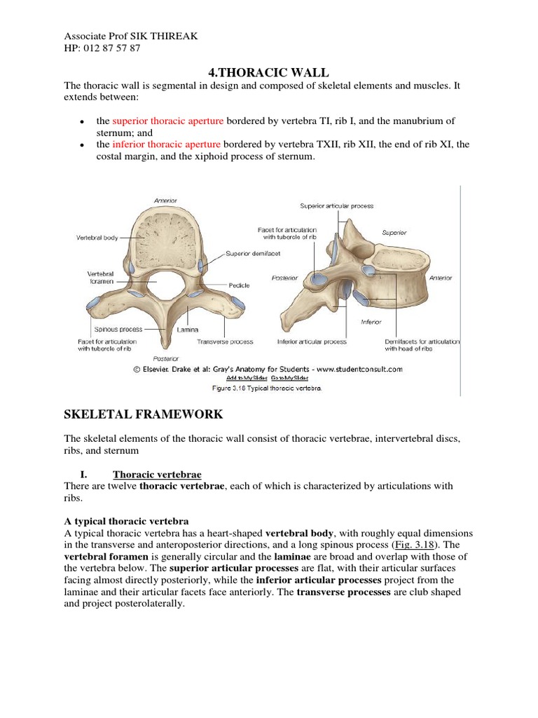 4.thoracic Wall: Superior Thoracic Aperture Inferior Thoracic Aperture ...