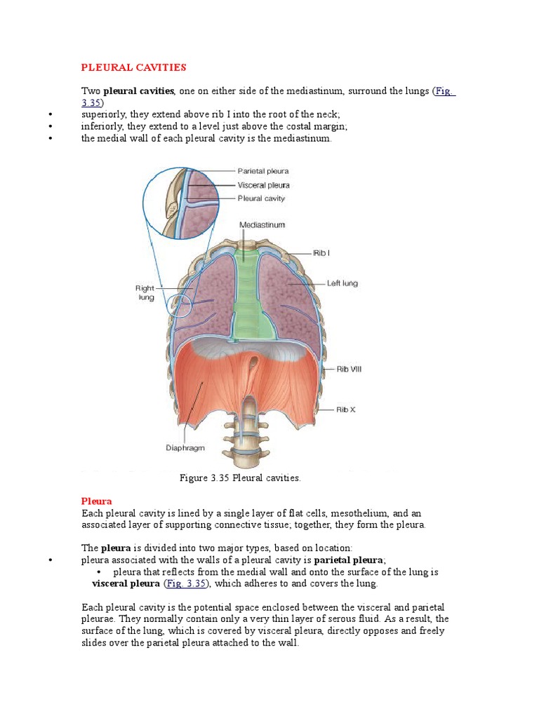 5.pleural Cavities | PDF | Lung | Thorax (Human Anatomy)