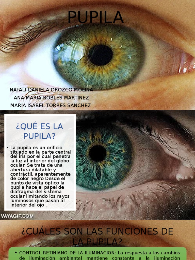 Funciones y Alteraciones de la Pupila | PDF | Ojo humano | Percepción ...