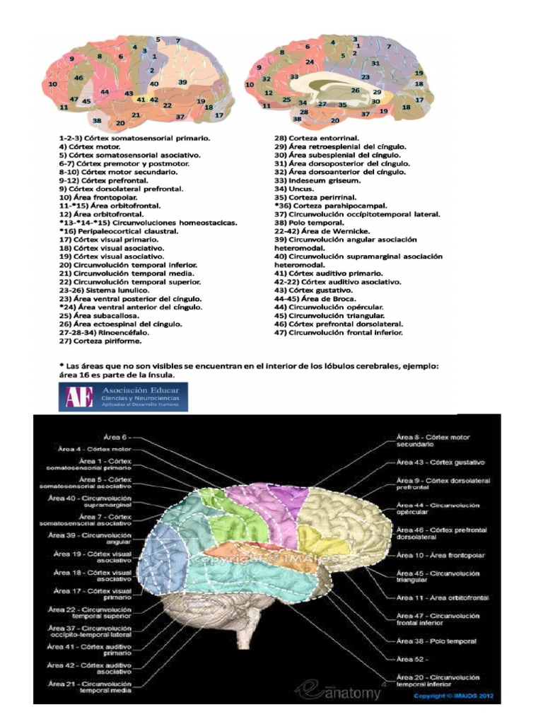 La Neocorteza | PDF | Ganglios basales | Corteza cerebral