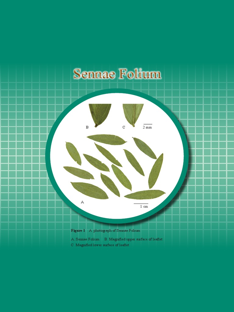 57 Sennae Folium | PDF