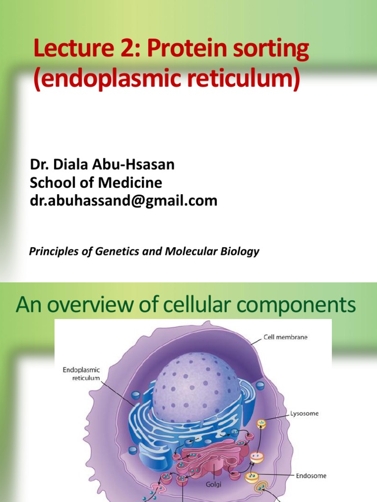 Lecture 2: Protein Sorting (Endoplasmic Reticulum) : Dr. Diala Abu-Hsasan School of Medicine ...