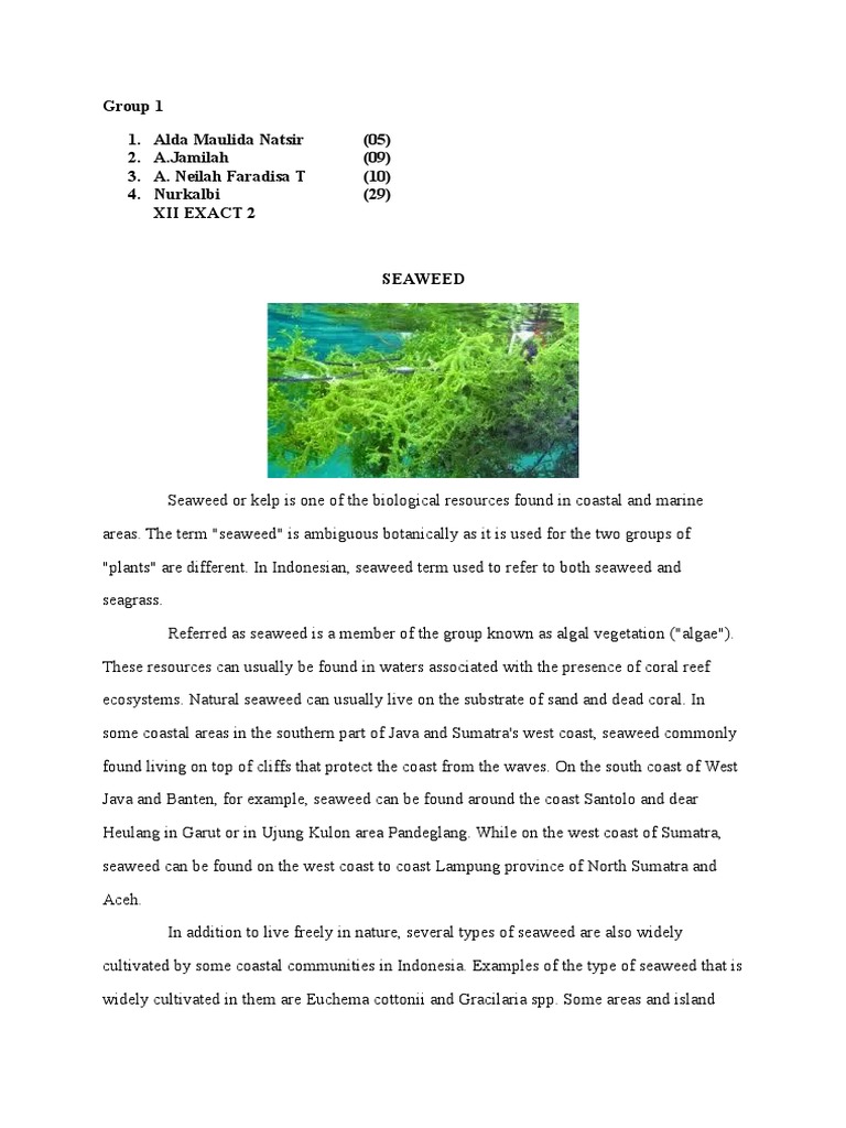 Seaweed Group 1 | PDF