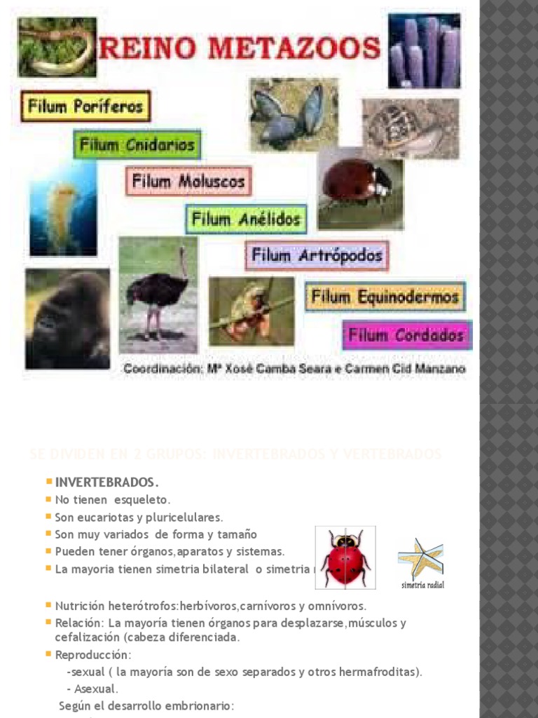 Reino Metazoos o Reino Animal | Anfibio | Branquia