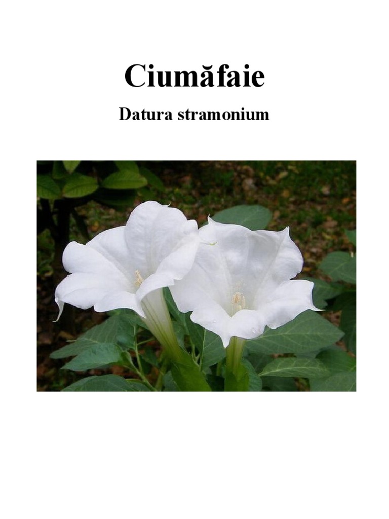 Ciumafaie | PDF