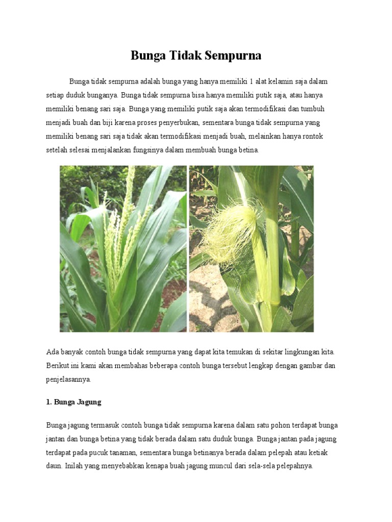 Bunga Tidak Sempurna | PDF | Seni & Disiplin Bahasa | Griya & Taman