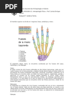 Anatomía de las Falanges en Veterinaria | PDF | Sistema esquelético ...