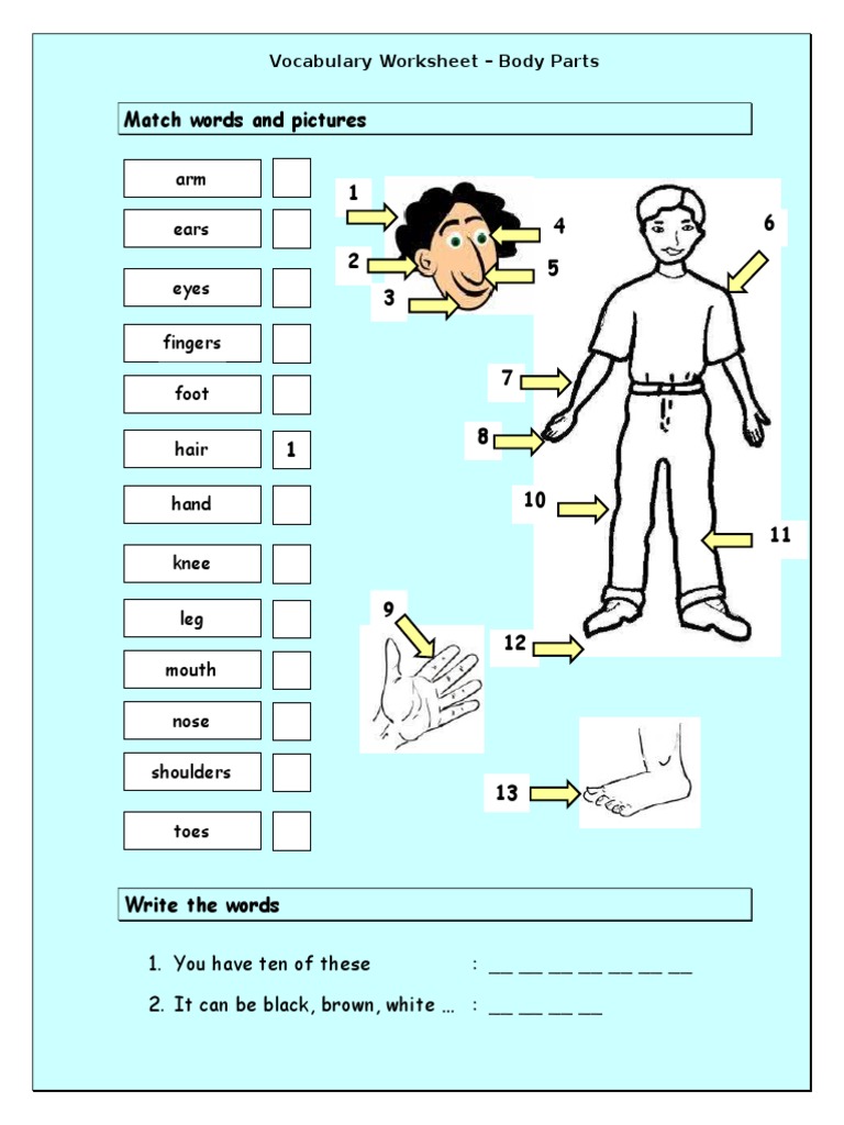 Body Parts Vocabulary Worksheet | PDF | Language Arts & Discipline ...