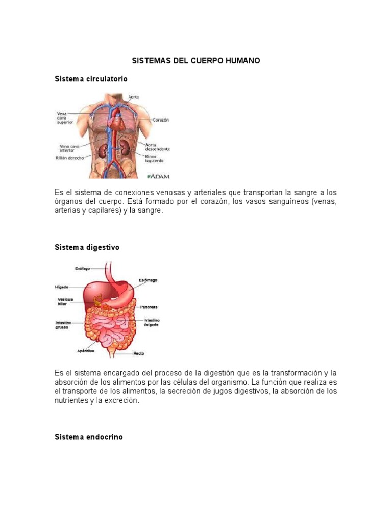 Sistemas Del Cuerpo Humano Pdf