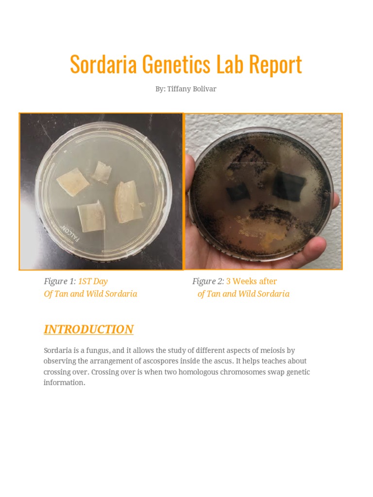 Sordariageneticslabreport 1 | PDF | Science & Mathematics