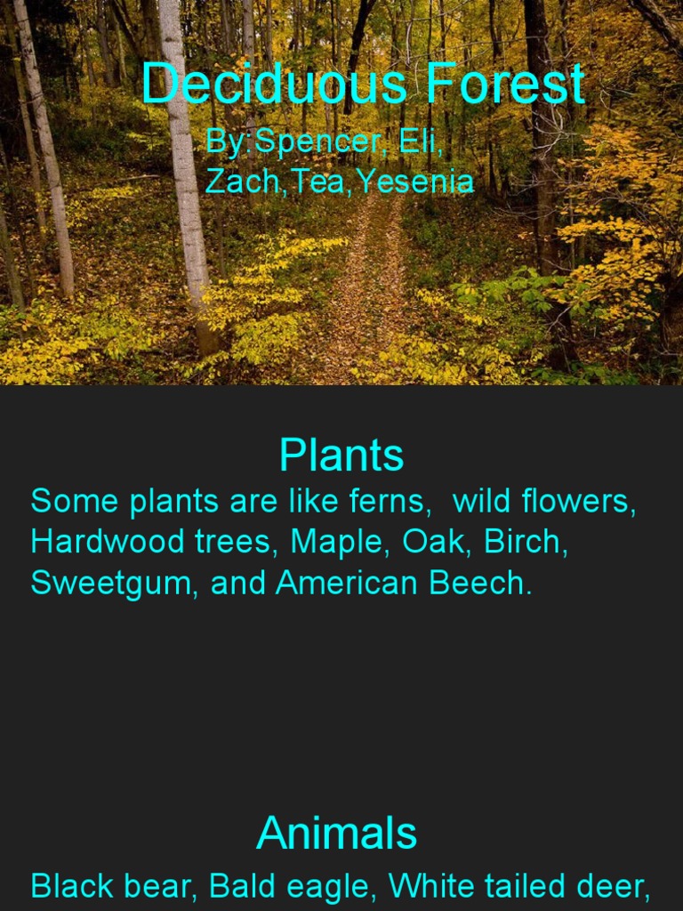 Deciduous Forest | PDF | Plants | Organisms