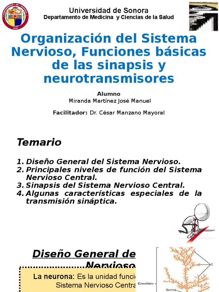 Organización Del Sistema Nervioso, Funciones Básicas de Las Sinapsis y Neurotransmisores ...