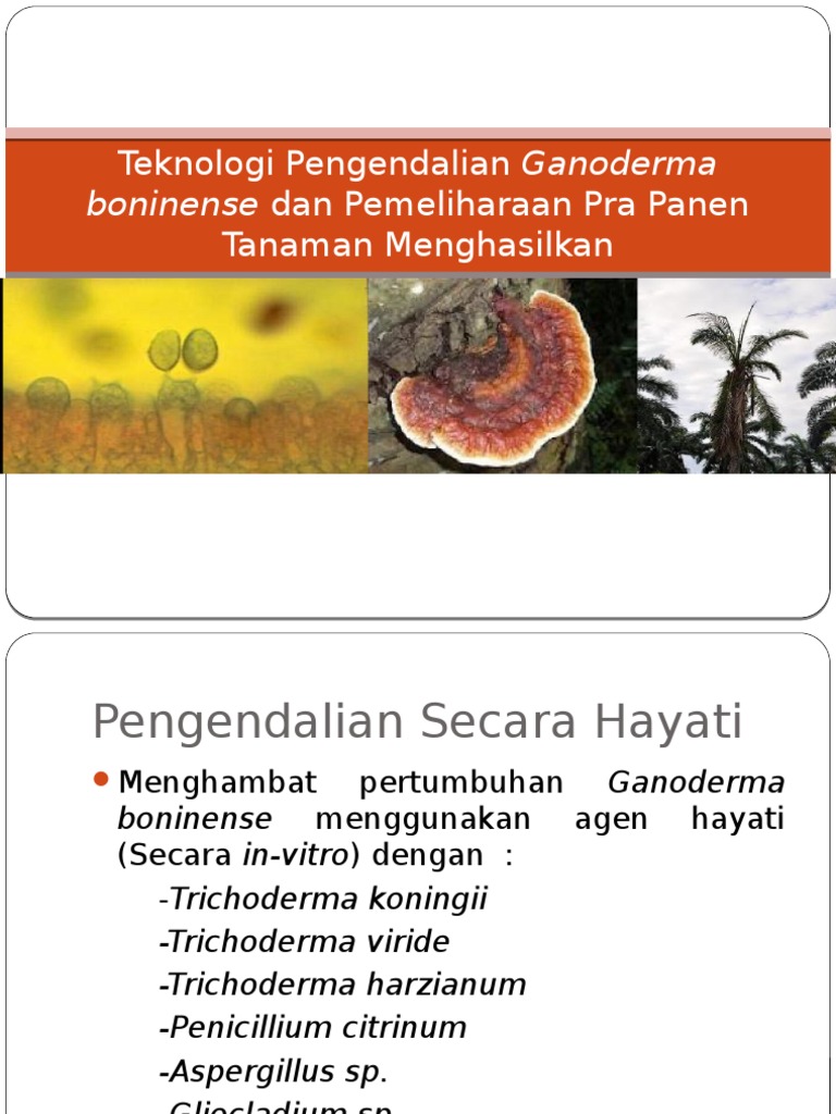 Teknologi Pengendalian Ganoderma Boninense Dan Pemeliharaan Pra Panen | PDF