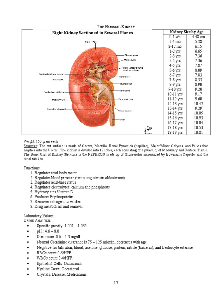 Normal GFR in Child | Renal Function | Chronic Kidney Disease