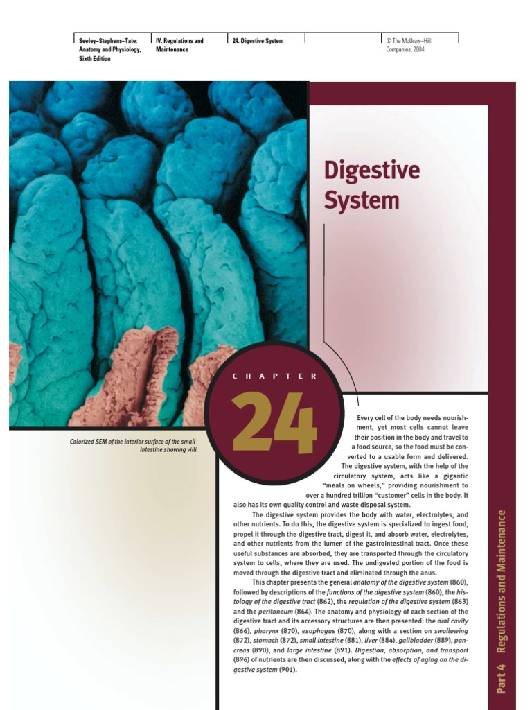 24 Digestive System | PDF | Human Digestive System | Gastrointestinal Tract