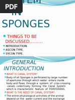 Obelia: Habitat, Structure and Diagram | PDF | Reproduction | Anatomy