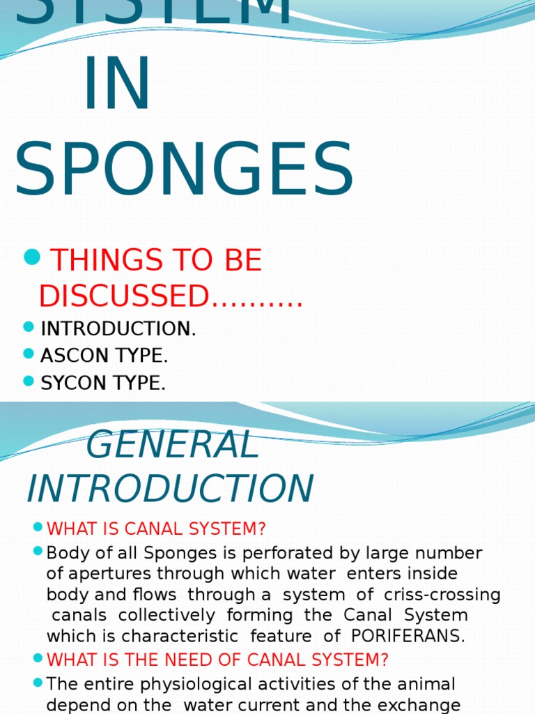 Canal System | PDF | Sponge | Zoology