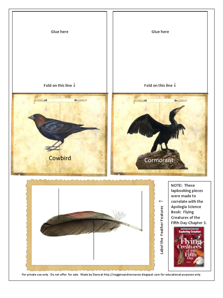 Apologia Flying Creatures CH 3 | PDF | Feather | Dinosauriforms