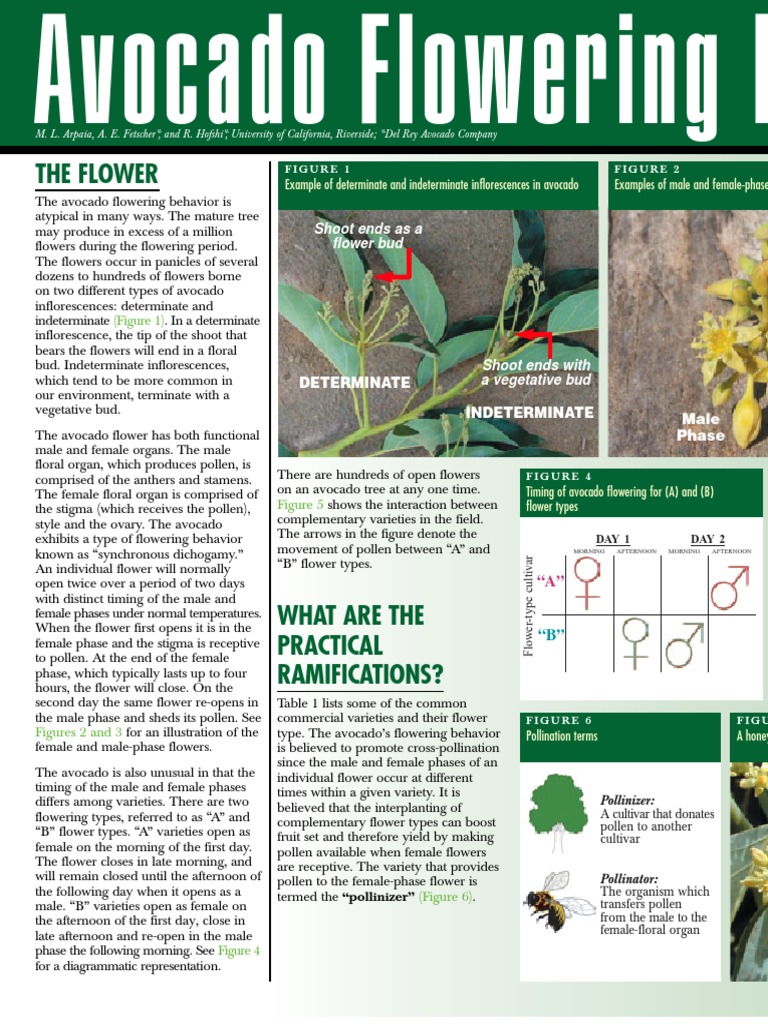 Avocado : different types | Flowers | Pollination