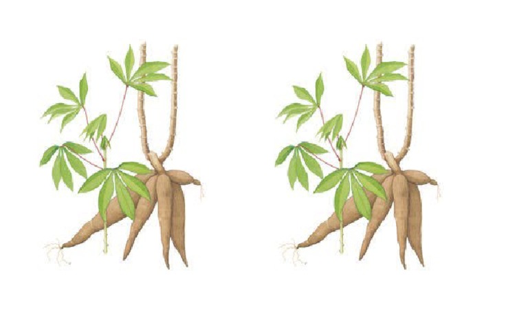 Gambar Ketela Pohon | PDF