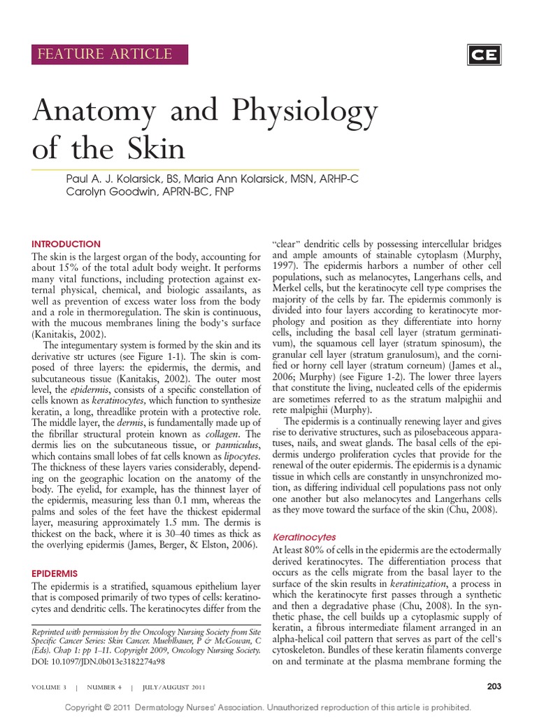 Anatomy and Physiology of The Skin.3 | PDF | Epidermis | Skin
