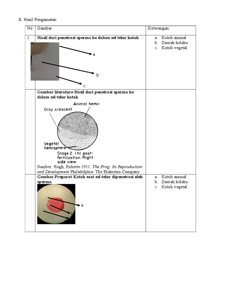 Perkembangan Embrio Katak secara Detail | PDF | Proses Biologi | Ilmu ...