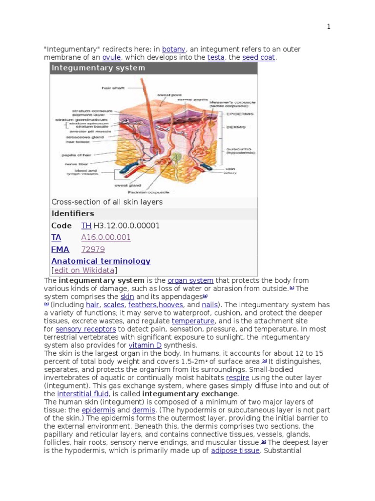 Integumentary System: Botany Ovule Testa Seed Coat | PDF ...