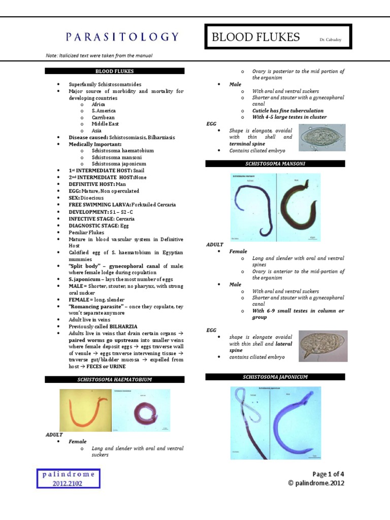 Parasitology Lecture 16 - Blood Flukes PDF | PDF | Medical Specialties ...