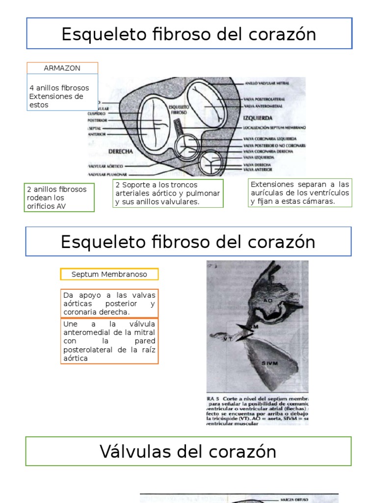 Esqueleto Fibroso Del Corazón