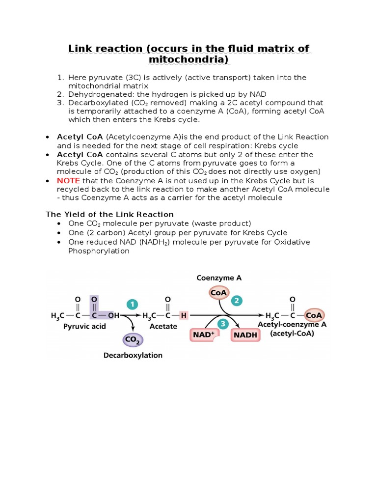 Link Reaction (Occurs in The Fluid Matrix of Mitochondria) | PDF