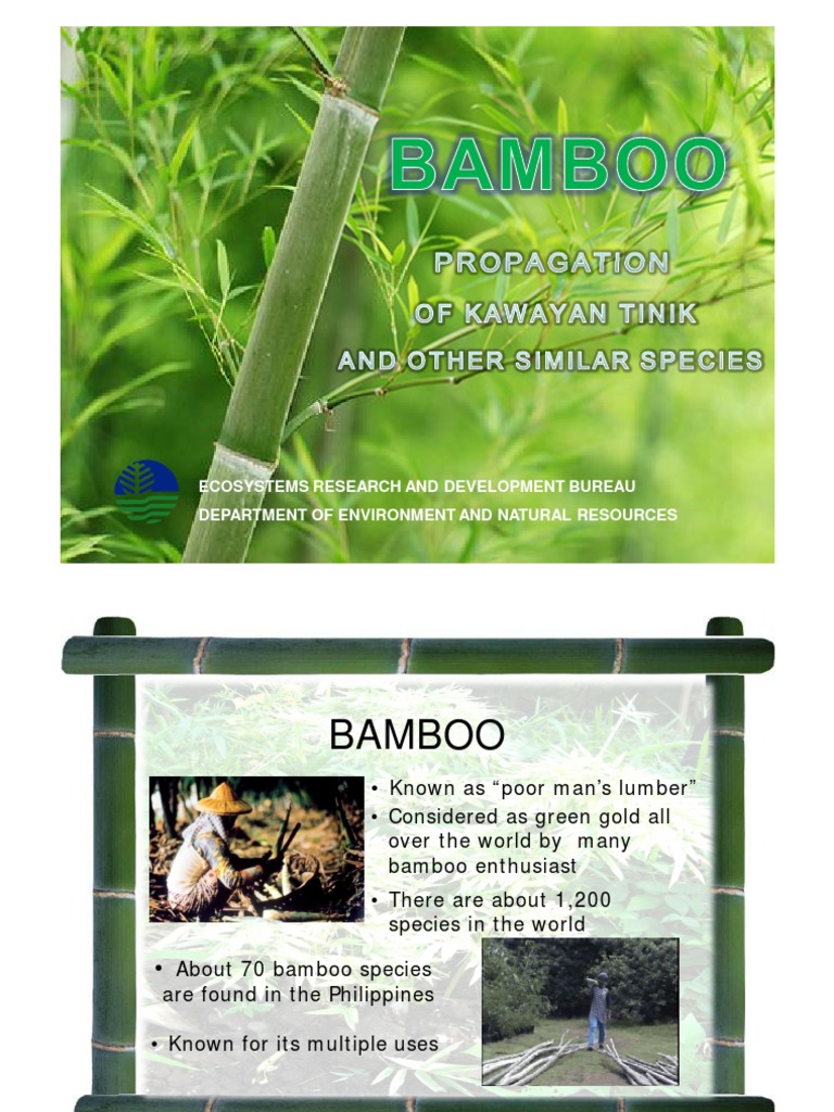 Bamboo Propagation of Kawayan Tinik and Other Similiar Species 1 | PDF ...
