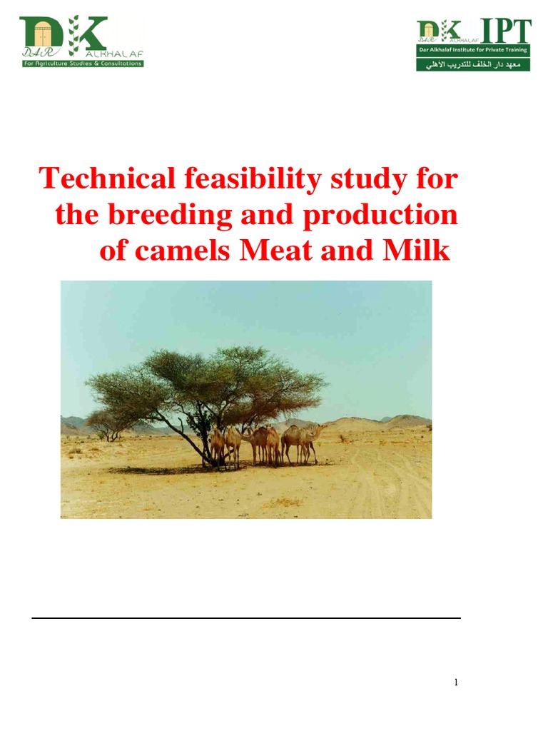 English Camel | PDF | Camel | Feasibility Study