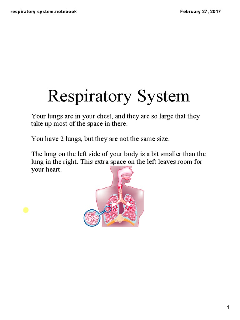 Resp System | PDF | Respiratory Tract | Lung