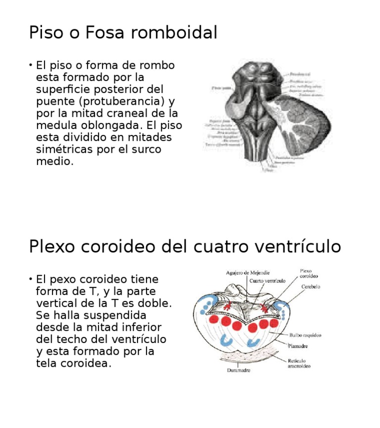 Piso o Fosa Romboidal