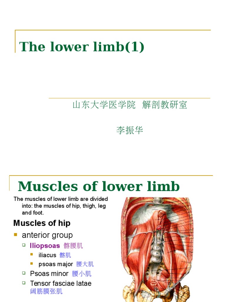 The Lower Limb | PDF | Human Leg | Foot