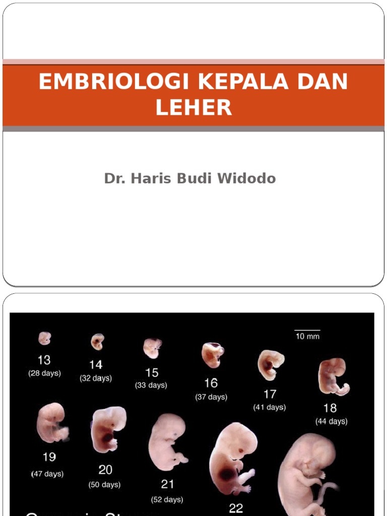 L1 - Embriologi Kepala BDS-2 2014 | PDF