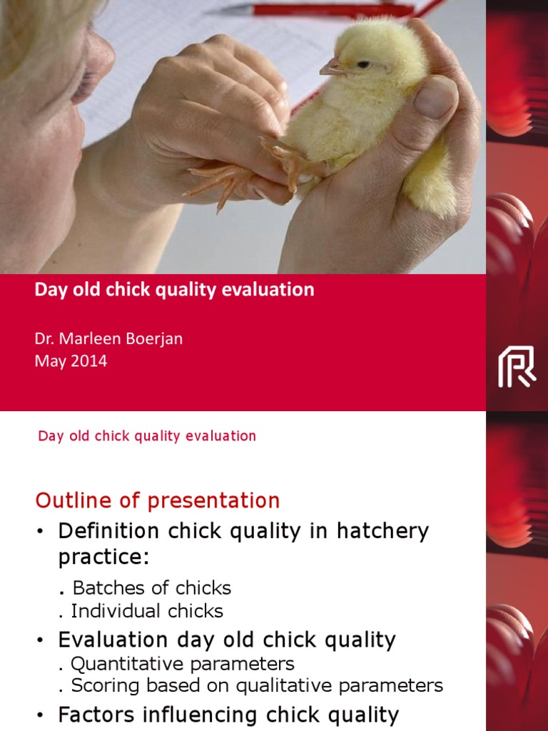 Day Old Chick Quality Evaluation-PAS Reforms | PDF | Birds | Agriculture