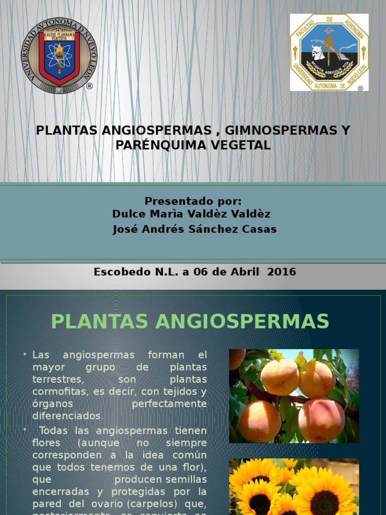 Anatomia Vegetal | PDF | Plantas | Flores